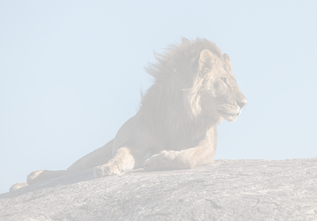 Products and Reviews - TheWakingLion