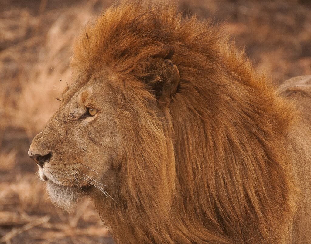 Journey Through Wisdom: 25 African Proverbs to Inspire - TheWakingLion